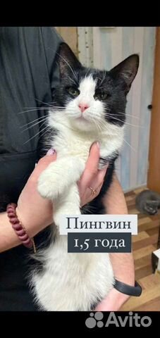 Кошки в добрые руки