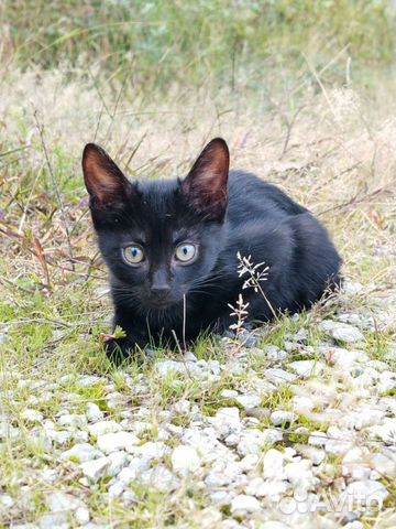 Уголек котенок мальчик 2мес