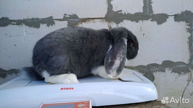 Французский баран самка