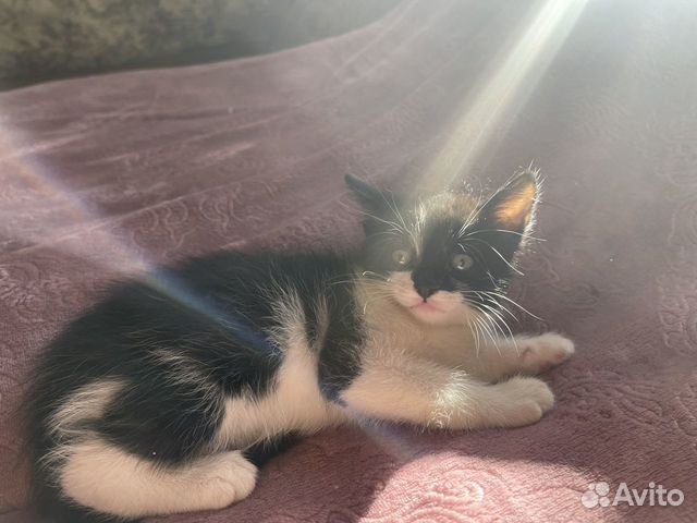 Котик котеночек