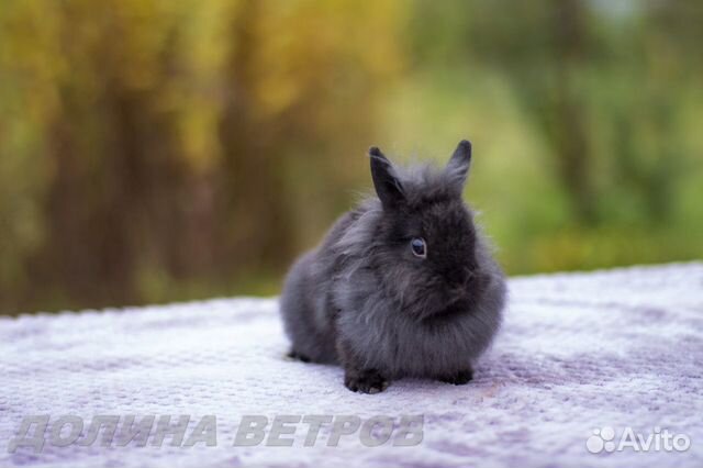 Кролик пушистая миниатюрная девочка