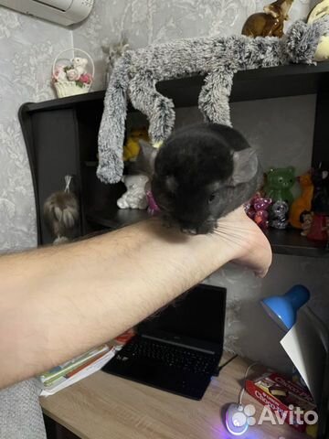 Продаются котята шиншиллы