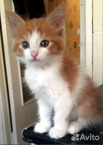 Чудесный котик 2 мес