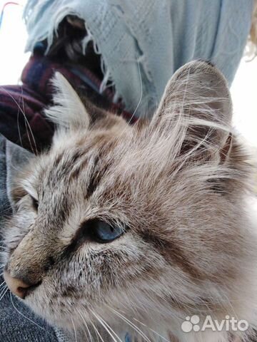 Голубоглазый красавец ищет дом