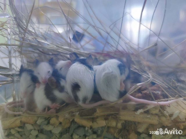 Японская декоративная мышь