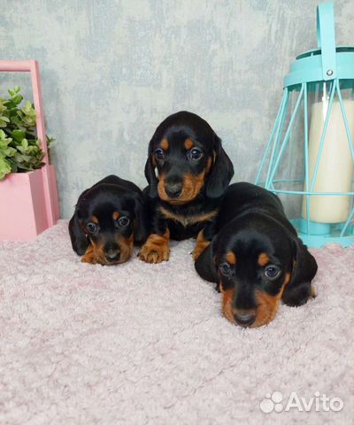 Карликовая такса