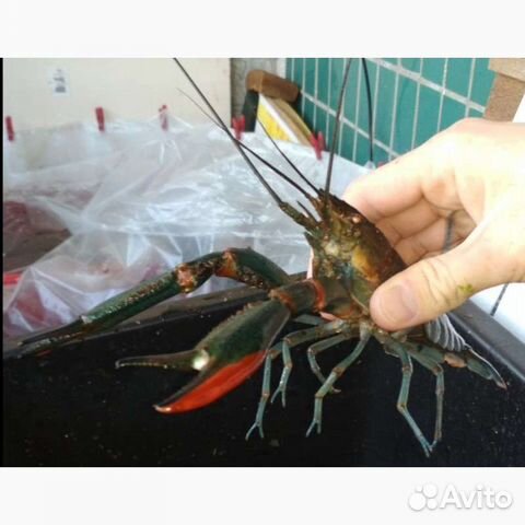 Австралийский рак