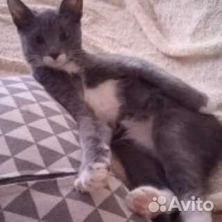 Русская голубая Триша - котенок в добрые руки