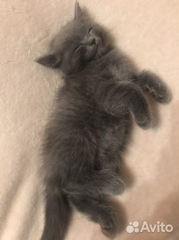 Шотландские прямоухие котята