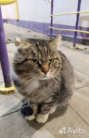Котик пост о спасении