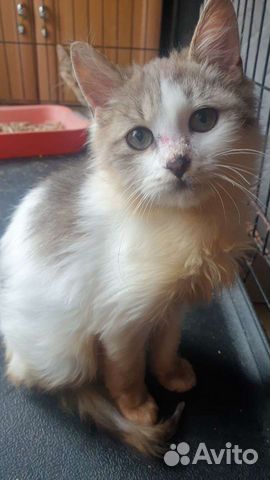 Котенок мальчик в добрые руки