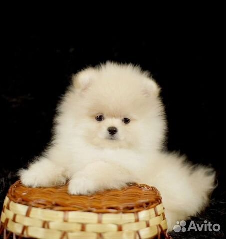 Кремовый чудо мальчик