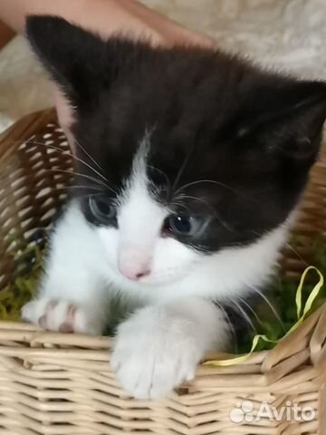 Котенок Эдвард