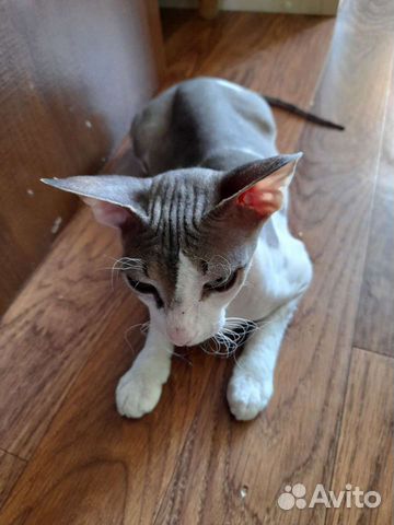 Котята в добрые руки бесплатно