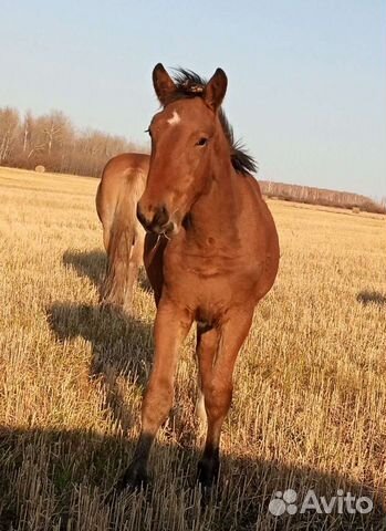 Продаются Жеребята от Владимировского Тяжеловоза