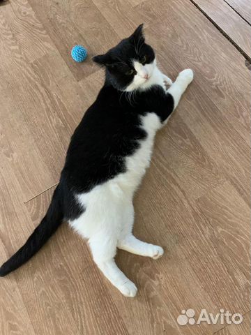 Великолепный кот в добрые руки