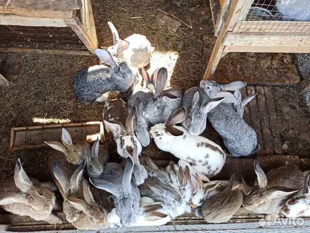 Кролики Русский великан