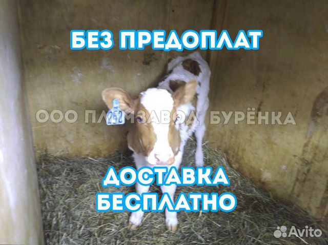 Телята швиц, джерси, сименталы, абердины и другие