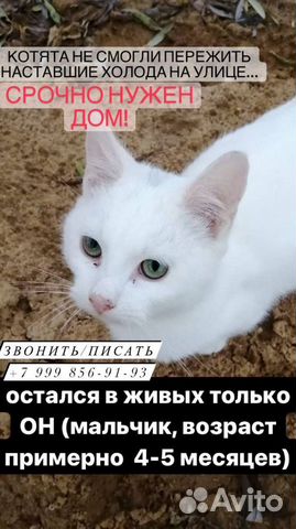 Белый деликатный красавец-котик