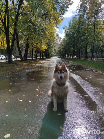 Кабель хаски для вязки