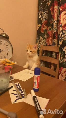 Маленький рыжий котенок)