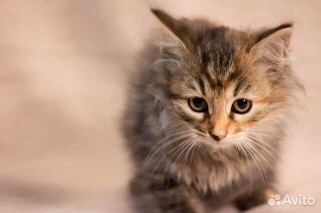 Котёнок девочка Мия, 2 месяца