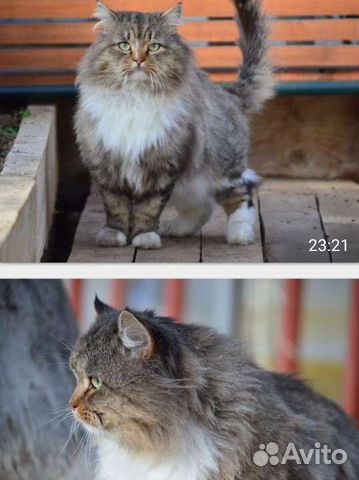 Сибирский молодой кот в беде
