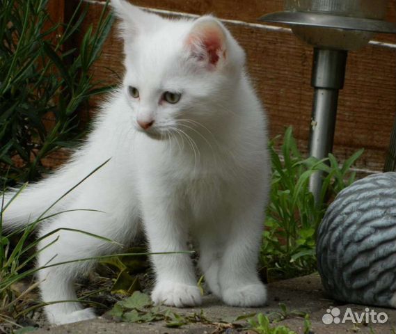 Турецкая ангора, котенок, девочка, 2.5 мес