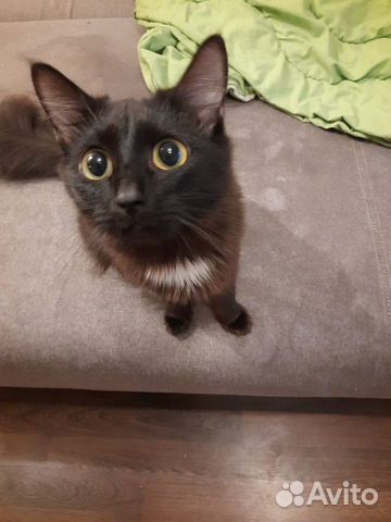 Манчкин кошка
