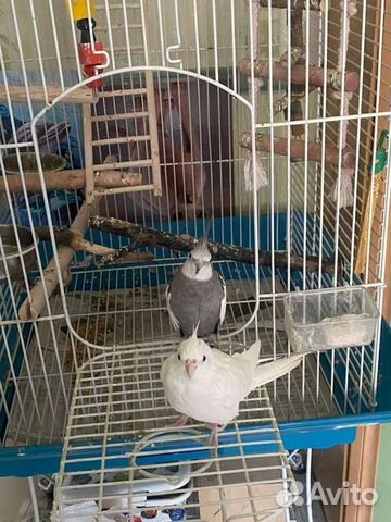 Попугай корелла