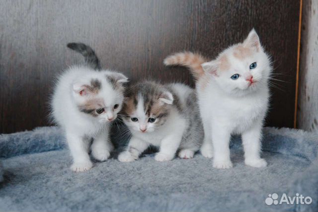 Шотландские котята