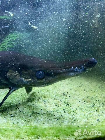 Панцирная щука