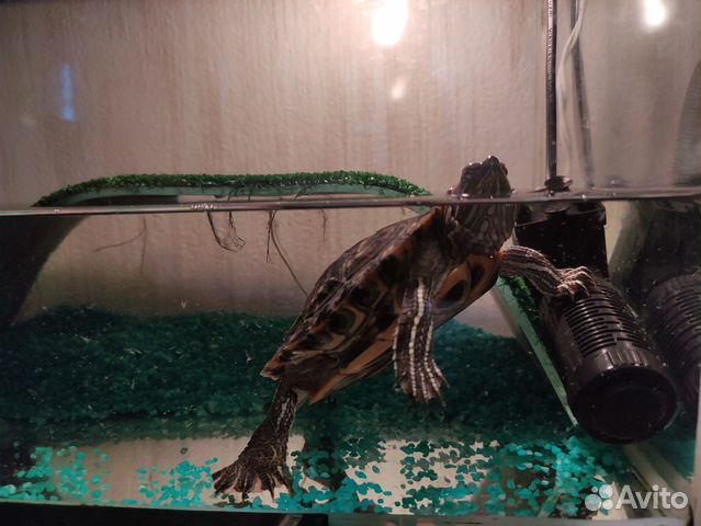 Красноухая черепаха с аквариумом бесплатно