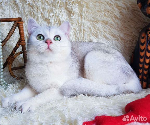Прекрасный котик серебристой шиншиллы