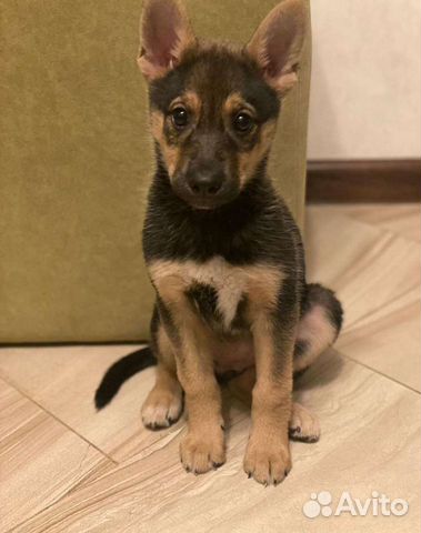 Щенок метис Кнопа бесплатно