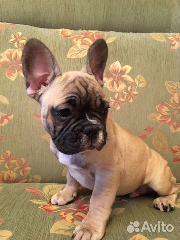 Французский принц