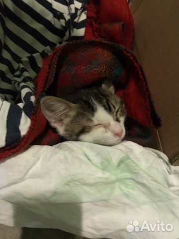 Котёнок подкидыш