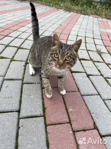 Кот ищет дом