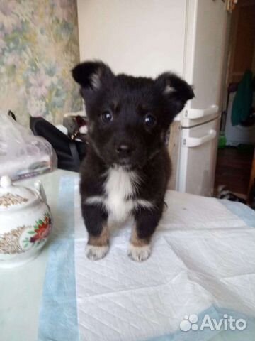 Мальчишка карапуз