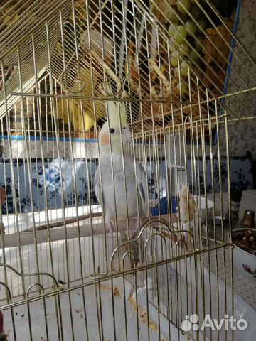 Попугай корелла с клеткой