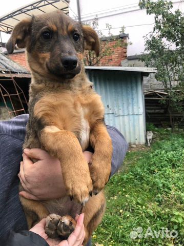 Щенок
