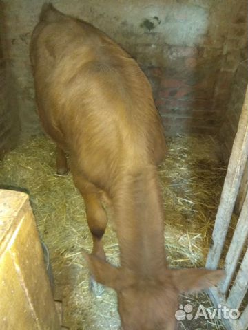 Продажа тёлочки