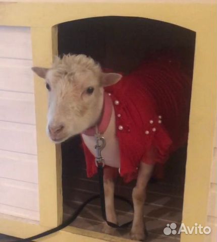 Овцы бараны