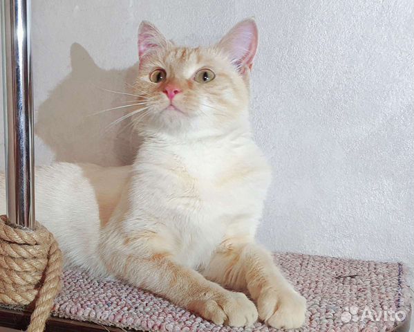 Кошечка-подросток окрас крем-пойнт
