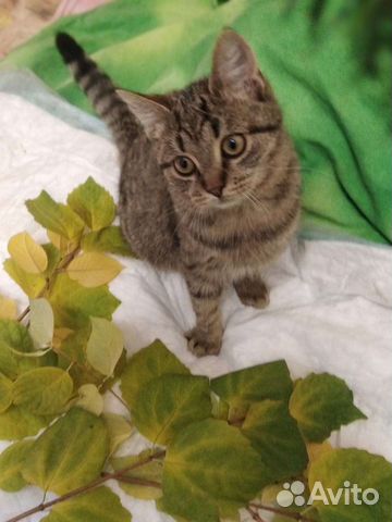 Котенок ищет дом