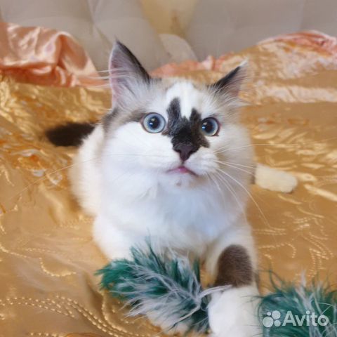 Очень ласковый котик ищет любящего хозяина