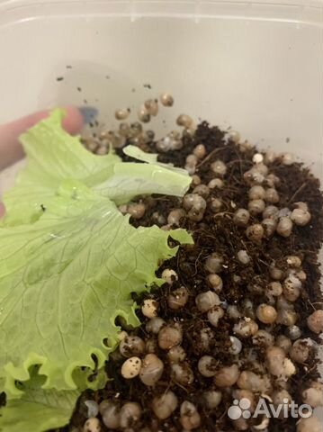 Улитки ахатины