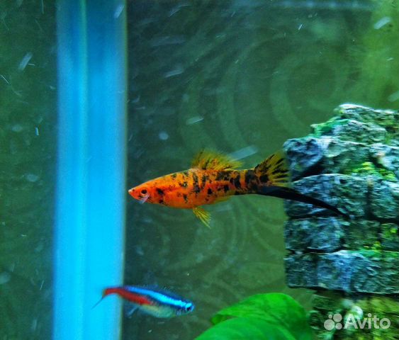 Тигровый меченосец