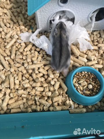 Джунгарский хомяк