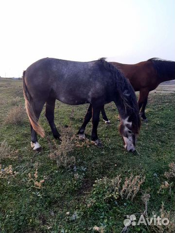 Лошадь жеребец